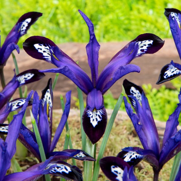 Ирис Синя бележка