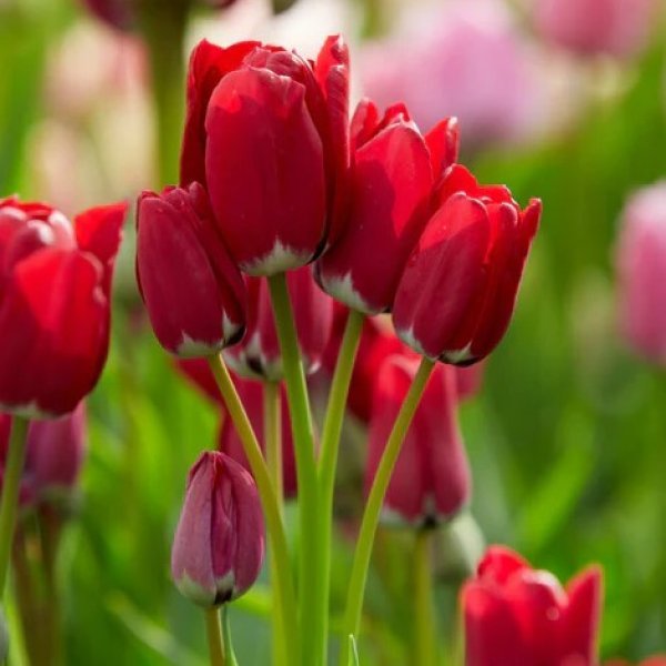 Лале Огнен клуб