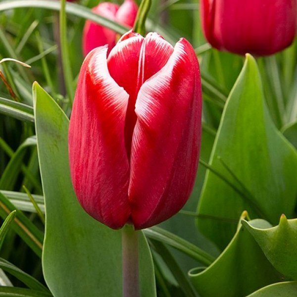 Лале Вампир